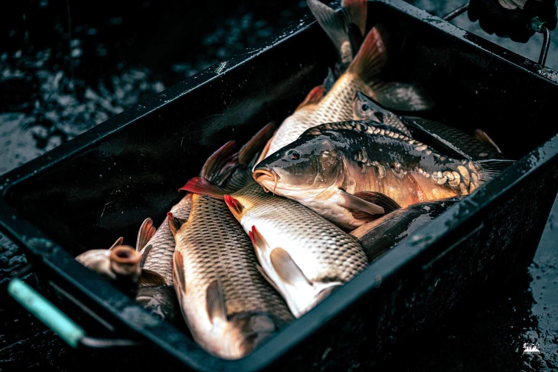 Na VPP sa konal tradičný výlov rýb - Poľnohospodár